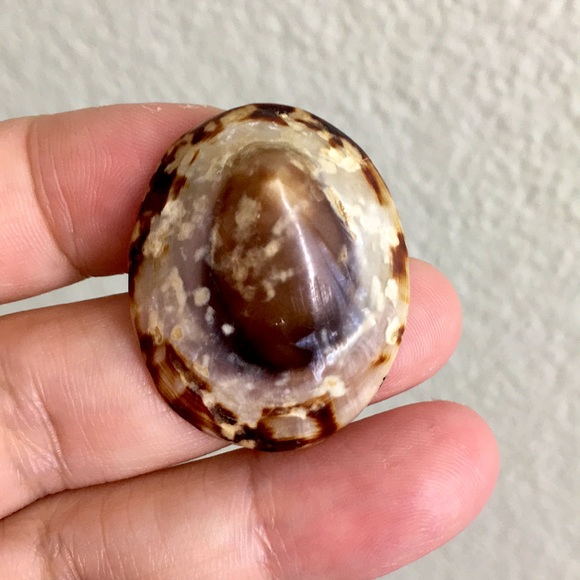 Vintage | Jewelry | Hawaiian Opihi Shell Handmade Brooch | Poshmark